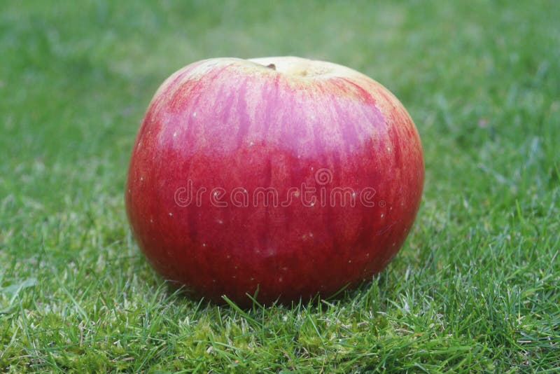 Autum Windfall Apple stock image. Image of fruit, cooking - 21574455