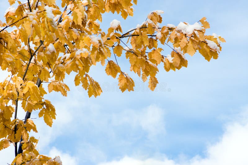 Autuman Oak Leaf Picture. Image: 3318949