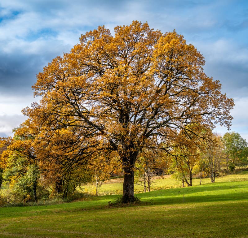 Autumc Scenic with a Lonely Tree Stock Image - Image of bavaria ...