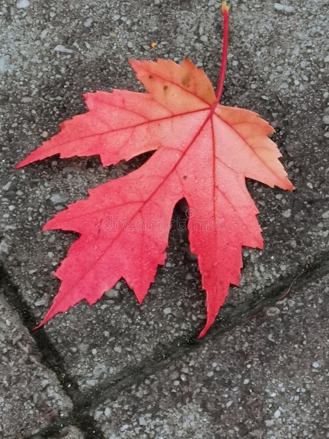 Autumleaf on the sidewalk stock image. Image of petal - 215629439