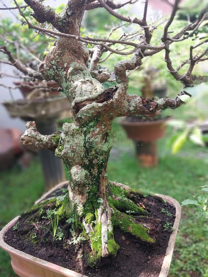 Autumm Moss Bonsai Forest Free Pict Stock Photo - Image of bonsai, pict ...