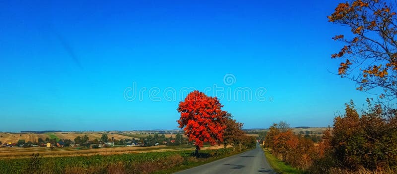 Autumm and Red Tree on the Road Stock Image - Image of life, trail ...