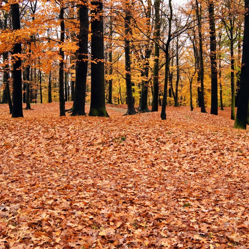 Fall beech tree forest stock photo. Image of sunshine - 79820746