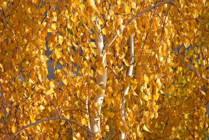 Autumn stock photo. Image of withering, yellow, trunk - 11866806