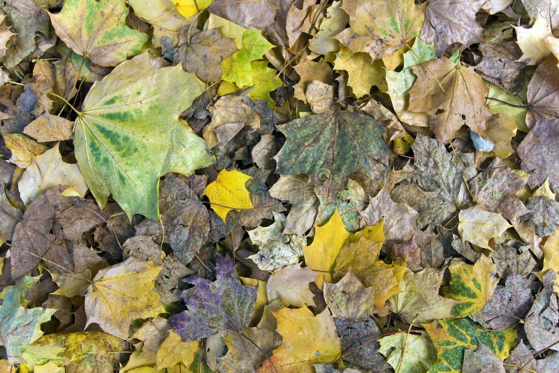 Gaboon Viper stock photo. Image of floor, snakes, protection - 1130590