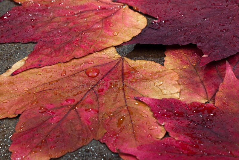 Autumn stock image. Image of color, water, fall, brown - 16020521