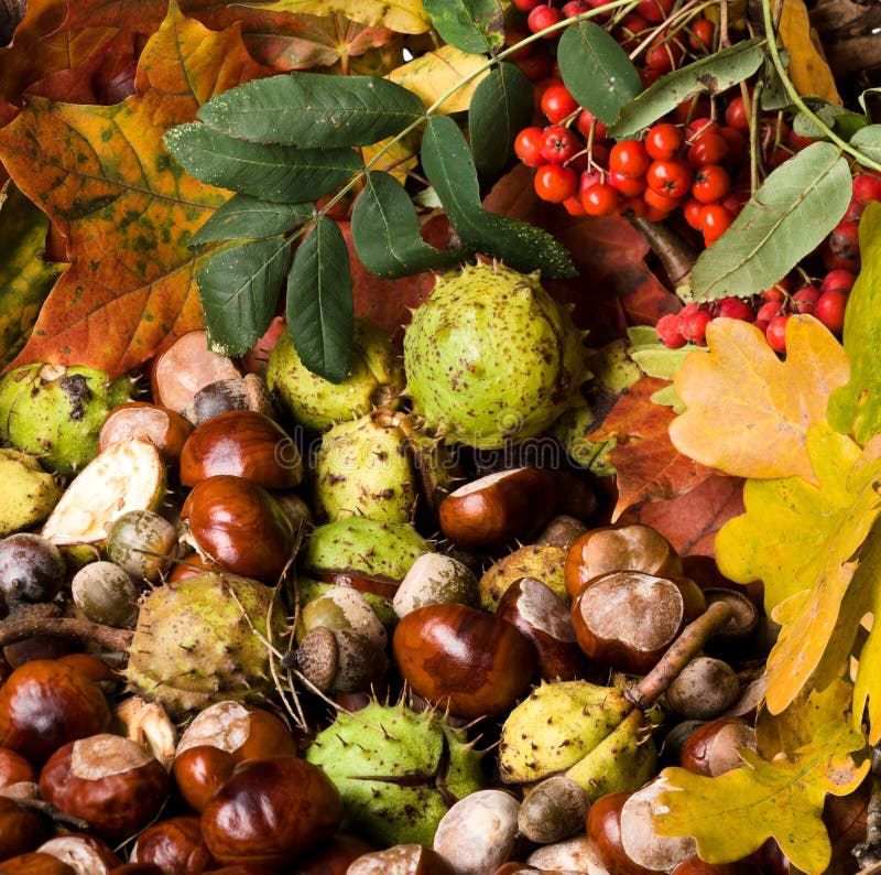 Fall fruits and nuts stock image. Image of harvest, natural - 44141063