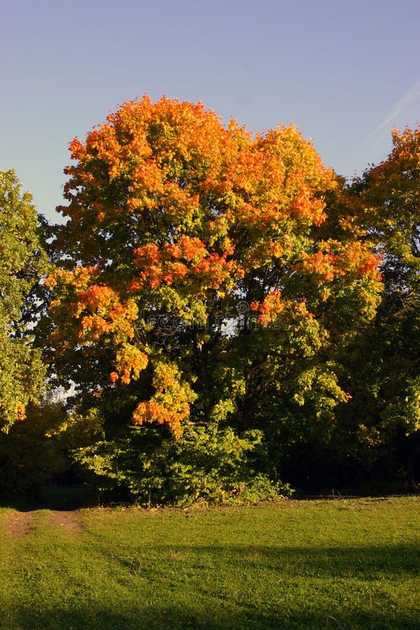 Autumn stock photo. Image of maple, scene, foliage, lush - 16656732