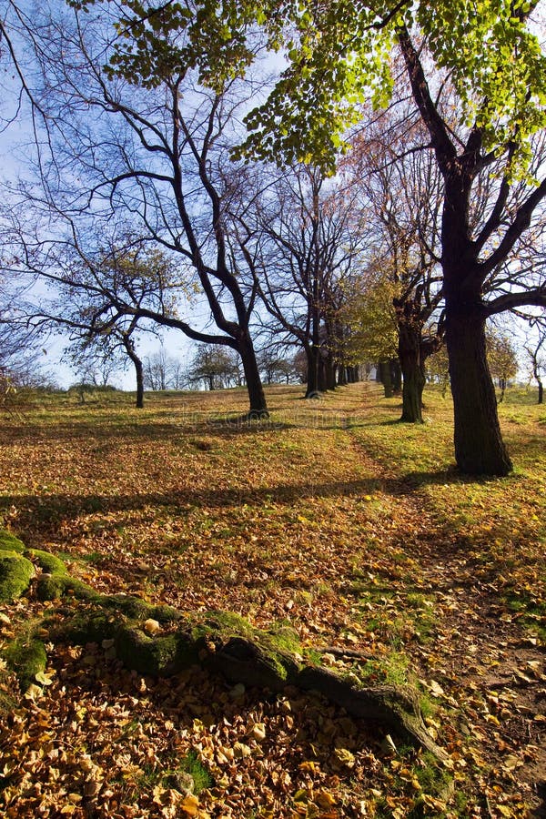 Autumn oak tree - look up stock photo. Image of timber - 11648264