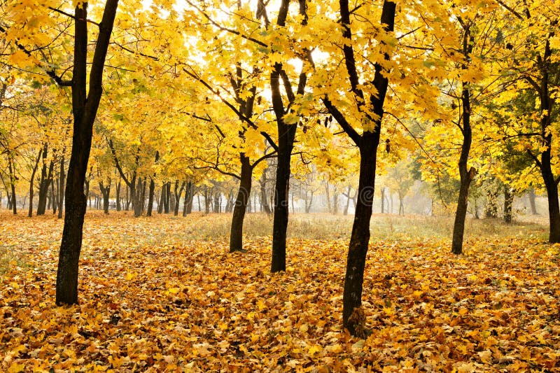 November Gold Autumn stock photo. Image of fall, landscape - 6980496