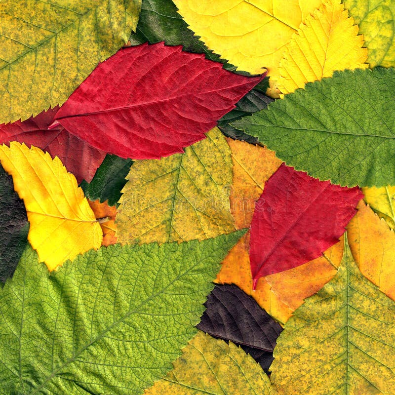 Autumn Maple Leaf Transition and Variation Concept for Fall and Change ...