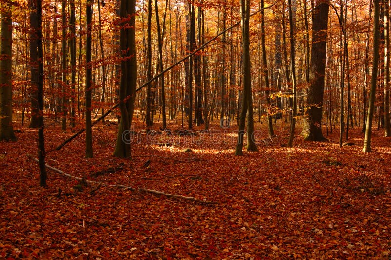 Autumn stock image. Image of september, trees, foliage - 21962093