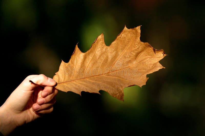 Hand fall leaf stock photo. Image of beautiful, drop, leaves - 1318554