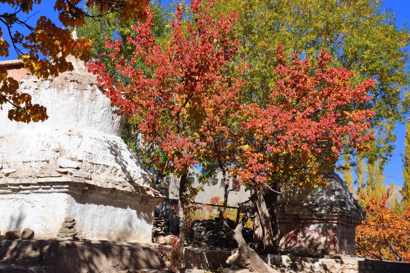 Autumn stock image. Image of season, background, autumn - 26062033