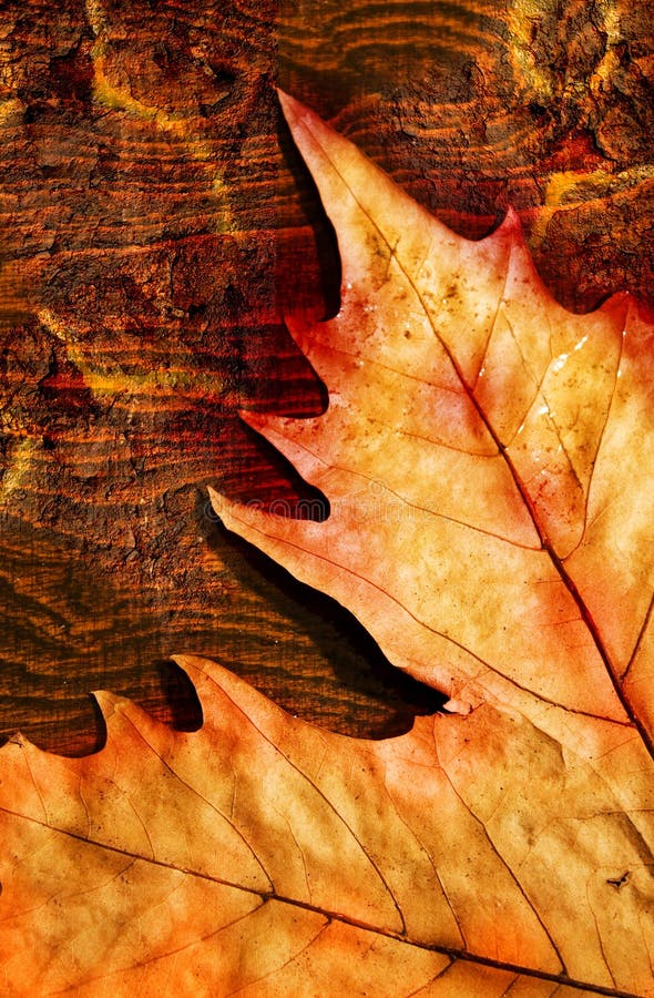 Rusty leaf stock photo. Image of leaf, background, design - 78145650