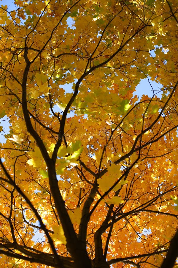 Golden Autumn Maple Tree and Sunburst Stock Image - Image of back ...