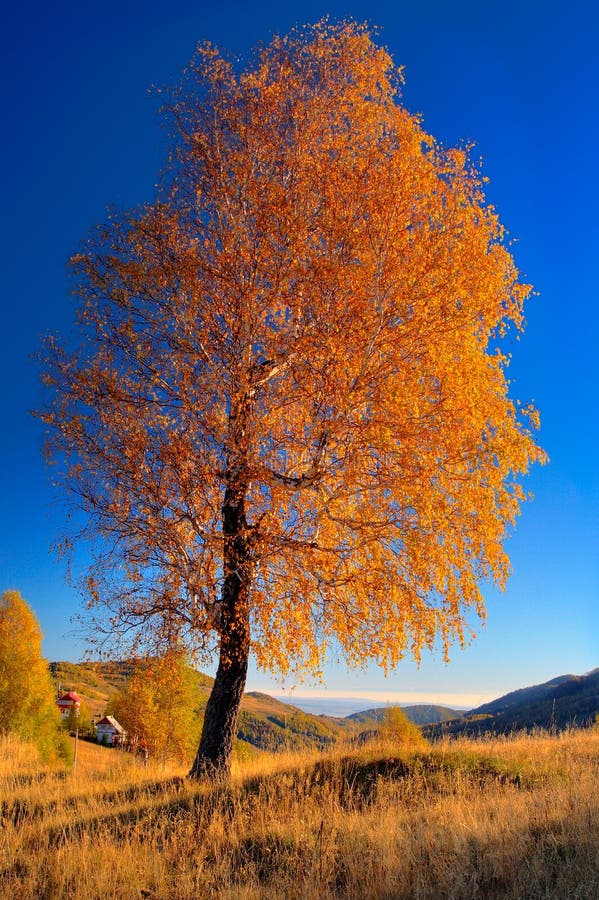 Autumn stock image. Image of display, landscape, nature - 3414353