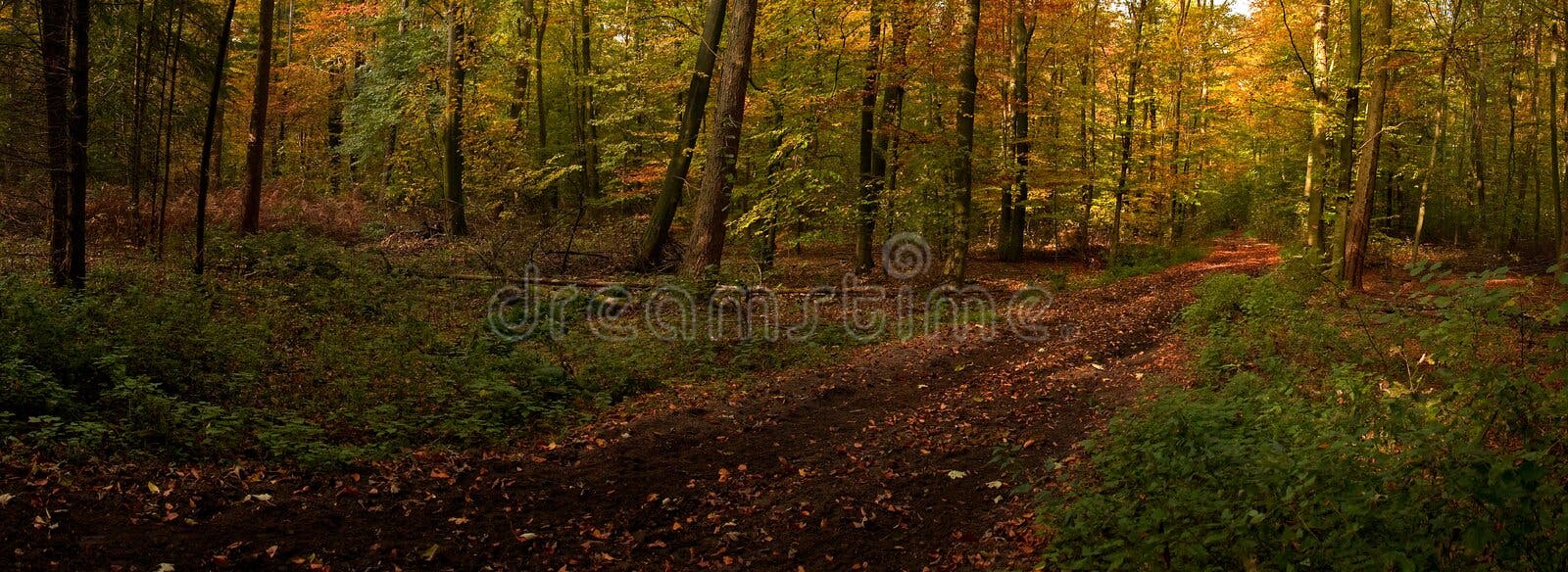 Forest path stock photo. Image of tranquil, spring, forest - 5008372