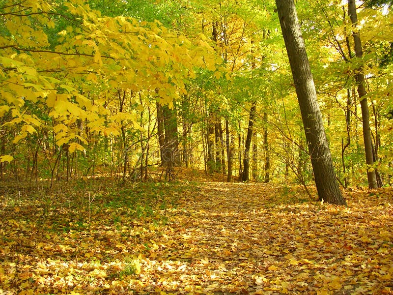 Maple tree isolated stock photo. Image of ecology, background - 5068296
