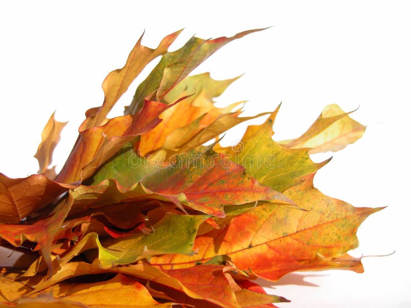 Autumn stock image. Image of color, fall, abstractedness - 54673