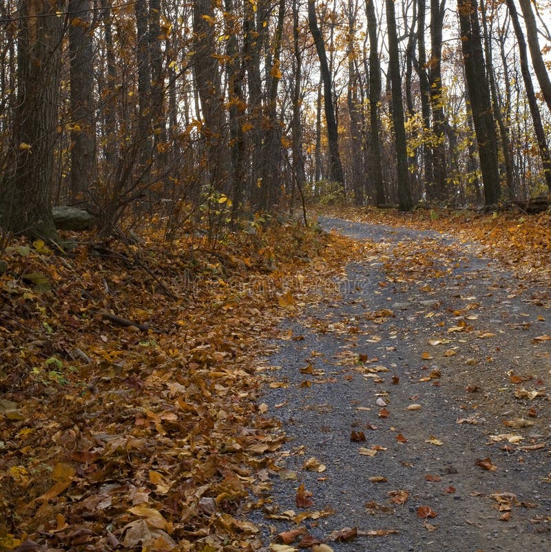 Autumn stock photo. Image of road, leaves, yellow, fall - 7224616