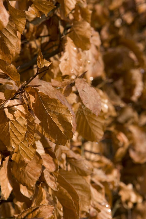 Autumn stock photo. Image of branch, marking, colouring - 7535536