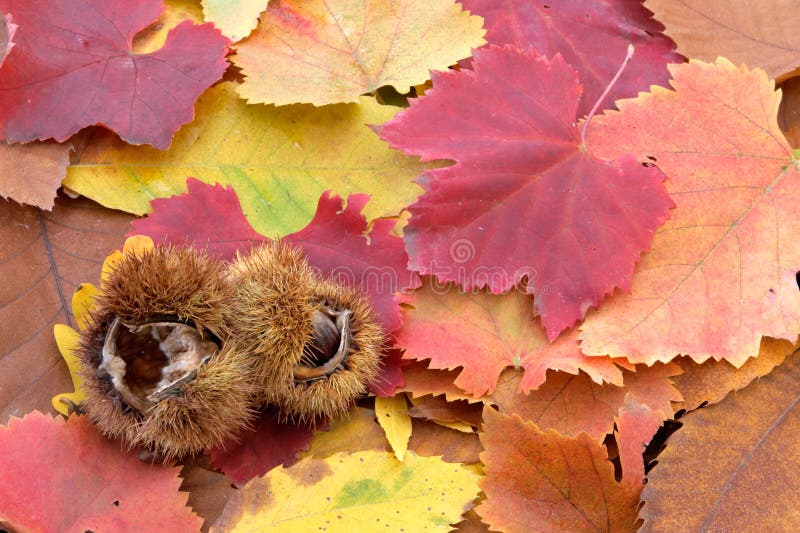 Jack-o-lantern stock image. Image of leaf, ghoulish, grotesque - 1304449