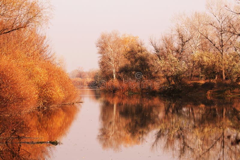 Big Tree Root with Fallen Autumn Leaves Stock Photo - Image of forest ...