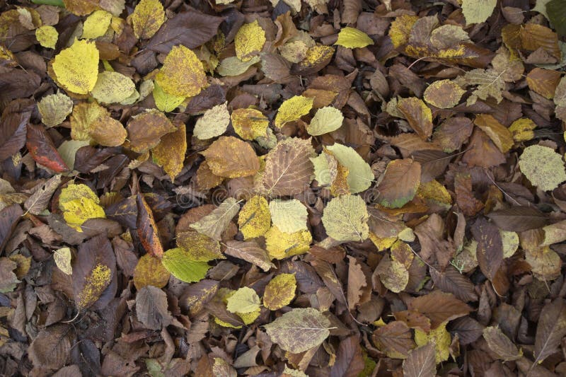 Gaboon Viper stock photo. Image of floor, snakes, protection - 1130590