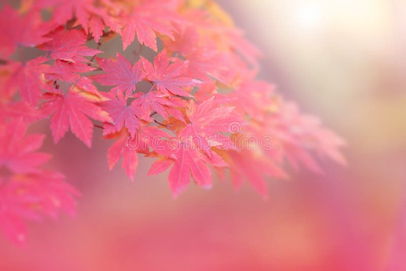 Autumn abstract background stock photo. Image of colored - 59712442