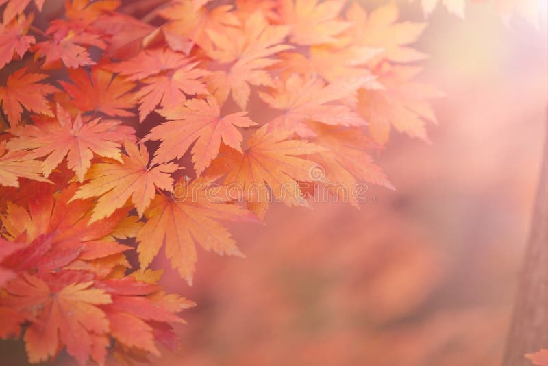 Autumn abstract background stock image. Image of leaves - 59712473