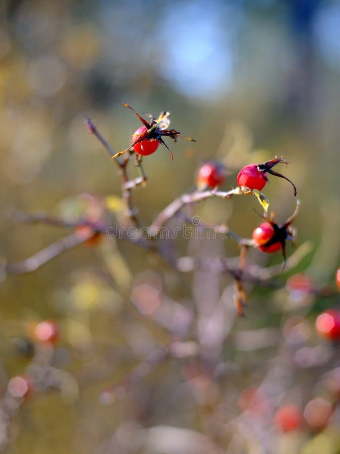 Autumn Abstract Background with Wild Berries Stock Image - Image of ...