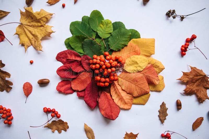 Autumn abstract design. stock photo. Image of bright - 153088846