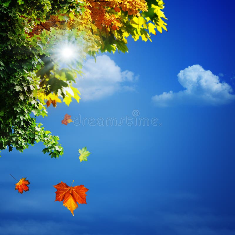 Autumn, Abstract Natural Backgrounds Stock Image - Image of grass ...
