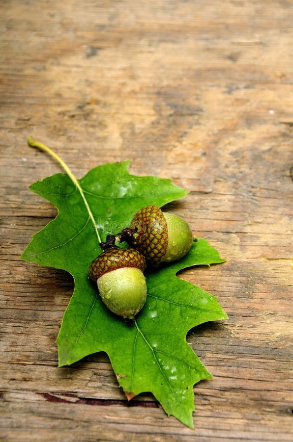 Autumn acorn stock photo. Image of fruit, acorn, surface - 6390254