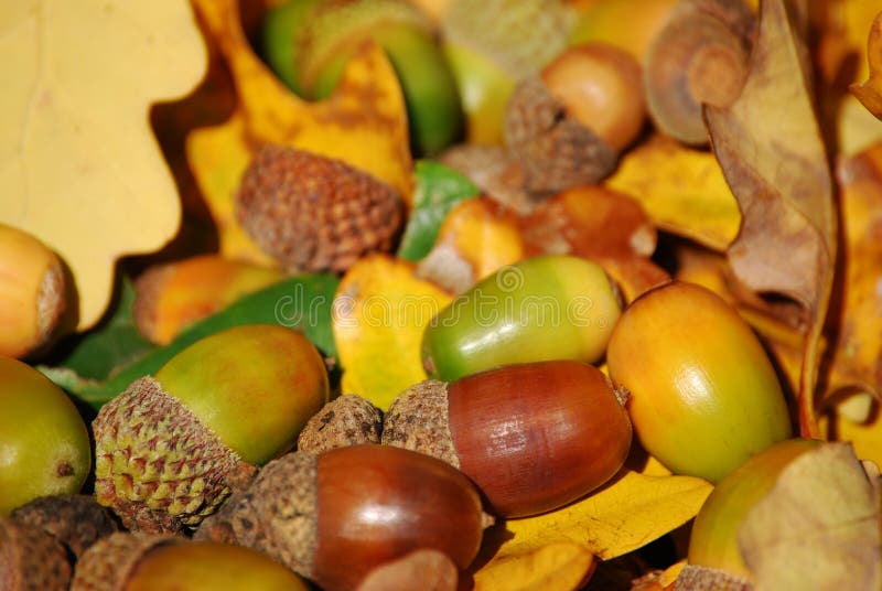 Autumn acorns stock photo. Image of season, brown, symbol - 6903702