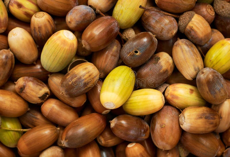 Autumn, acorns background. stock photo. Image of tree - 16501866