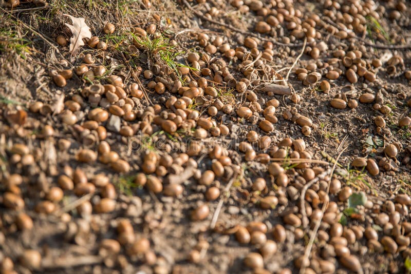 Autumn Acorns on the Ground - Horizontal Stock Photo - Image of plant ...