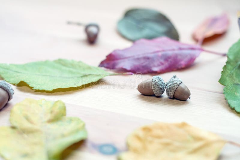 Autumn acorns and leaves stock photo. Image of beautiful - 106291400
