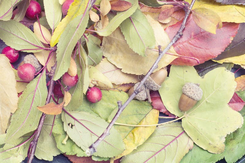 Autumn Acorns and Leaves Texture Stock Image - Image of november, color ...