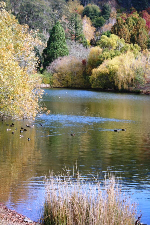 Autumn, Adelaide Hills stock photo. Image of shrubs, leaves - 14905482