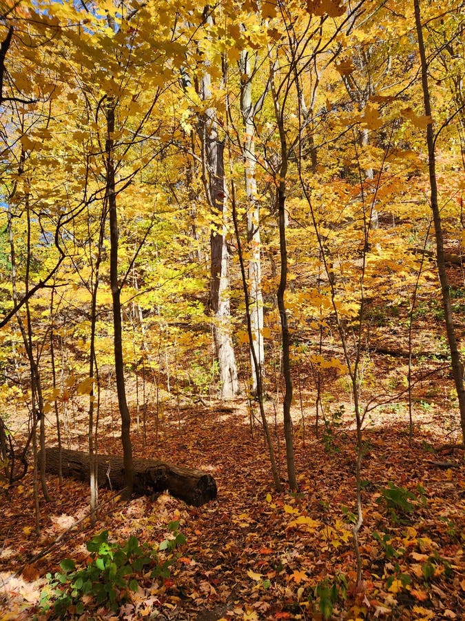 An Autumn Afternoon Walking Foot Trail Stock Photo - Image of deciduous ...
