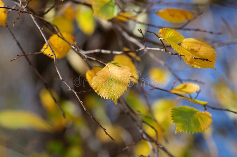 Autumn Red Alder Leaf Isolated on White Stock Image - Image of ...