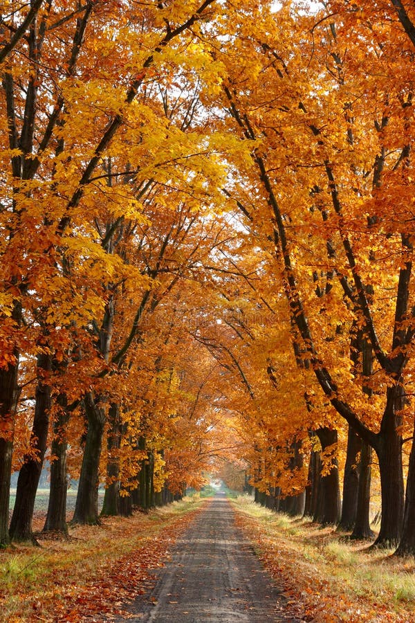 Fall Scene. Autumn Nature. Fall Landscape. Fall Scenic Background ...