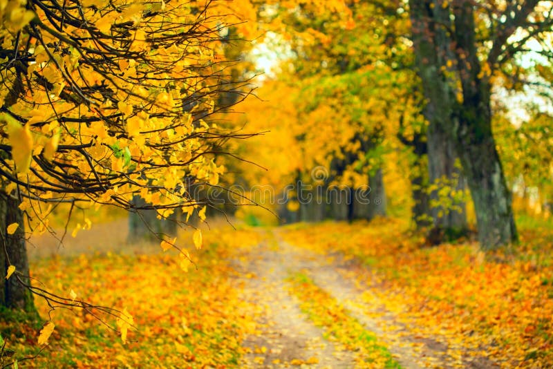Autumn road stock image. Image of fall, lane, fallen - 19117657