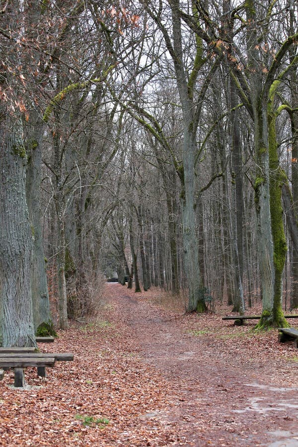 Autumn alley in the forest stock image. Image of scenery - 43195401