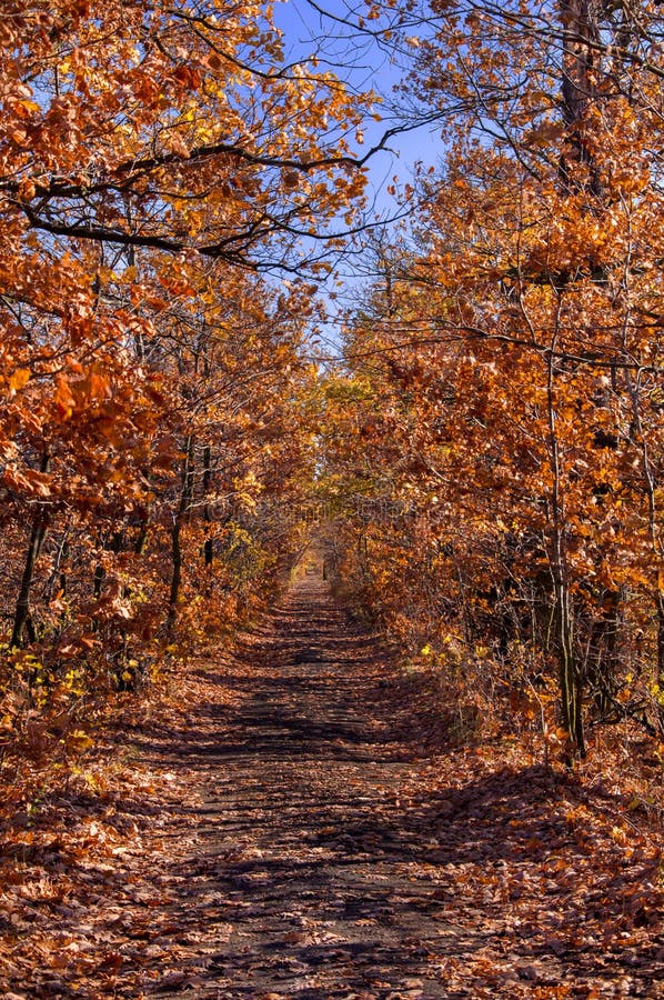 Autumn alley stock photo. Image of perspective, nature - 65199530