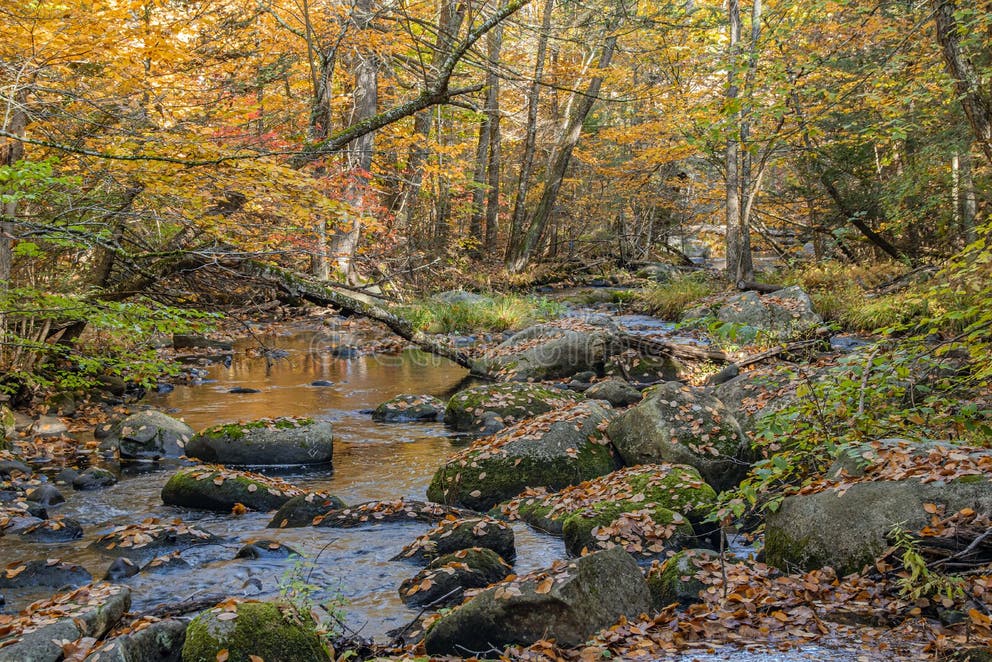 Autumn Along Willard Brook in Willard Brook State Forest Stock Image ...