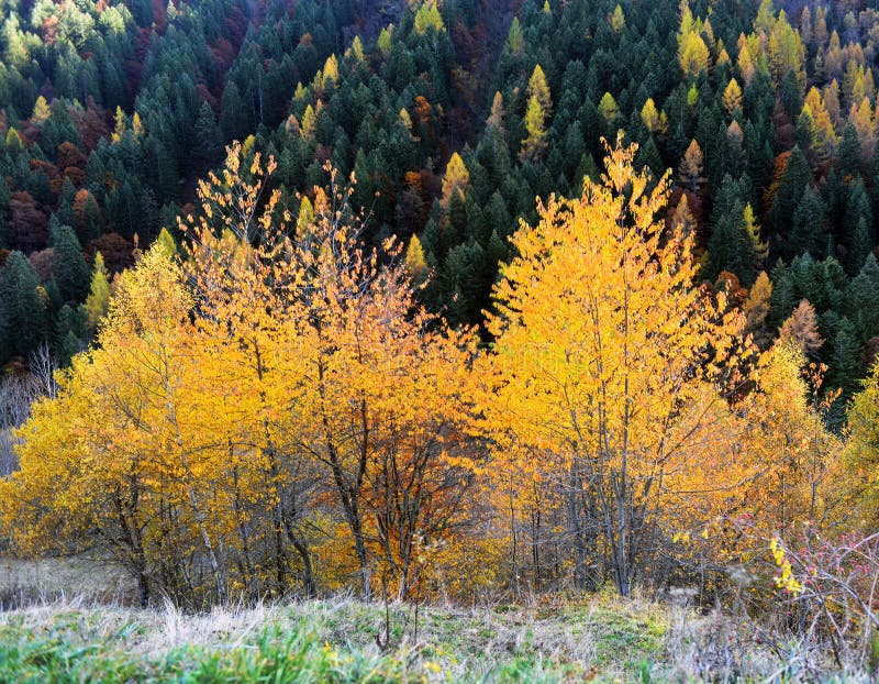 Autumn Alpine landscape stock photo. Image of tree, nature - 81786644