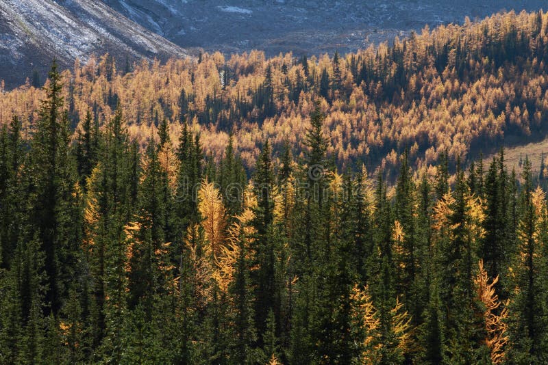 Autumn Alpine Larch Trees stock image. Image of wind - 22462043